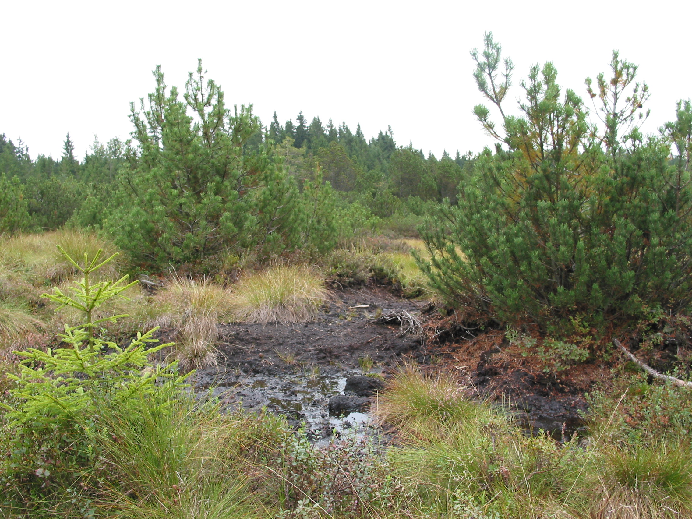 Naturschutzgebiet Meloner Au